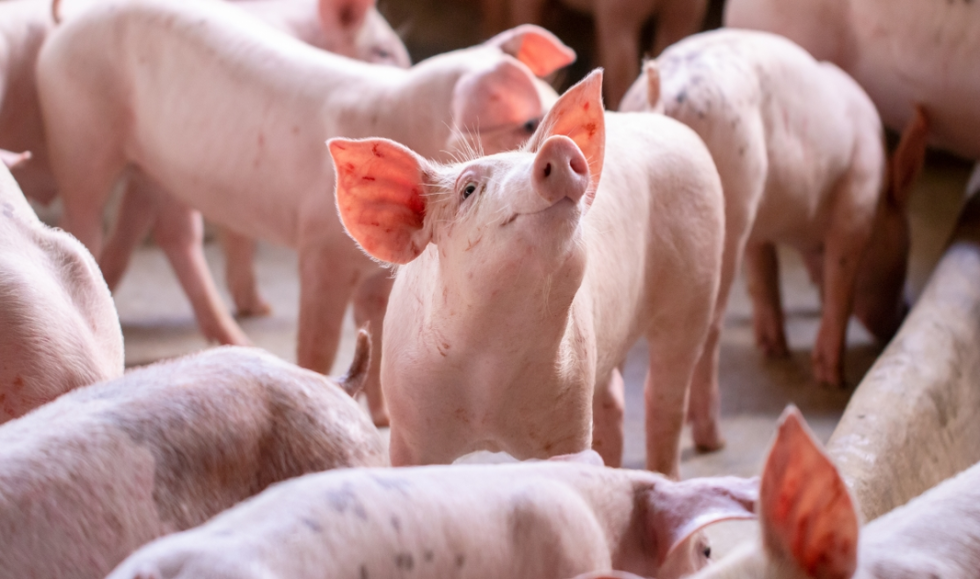 Mga Sakit Sa Baboy Sa Panahon Ng Tag-init | Excel Feeds